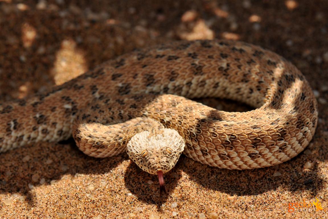 LA NATURALEZA EN CASA: víbora sidewinding (Bitis peringueyi)