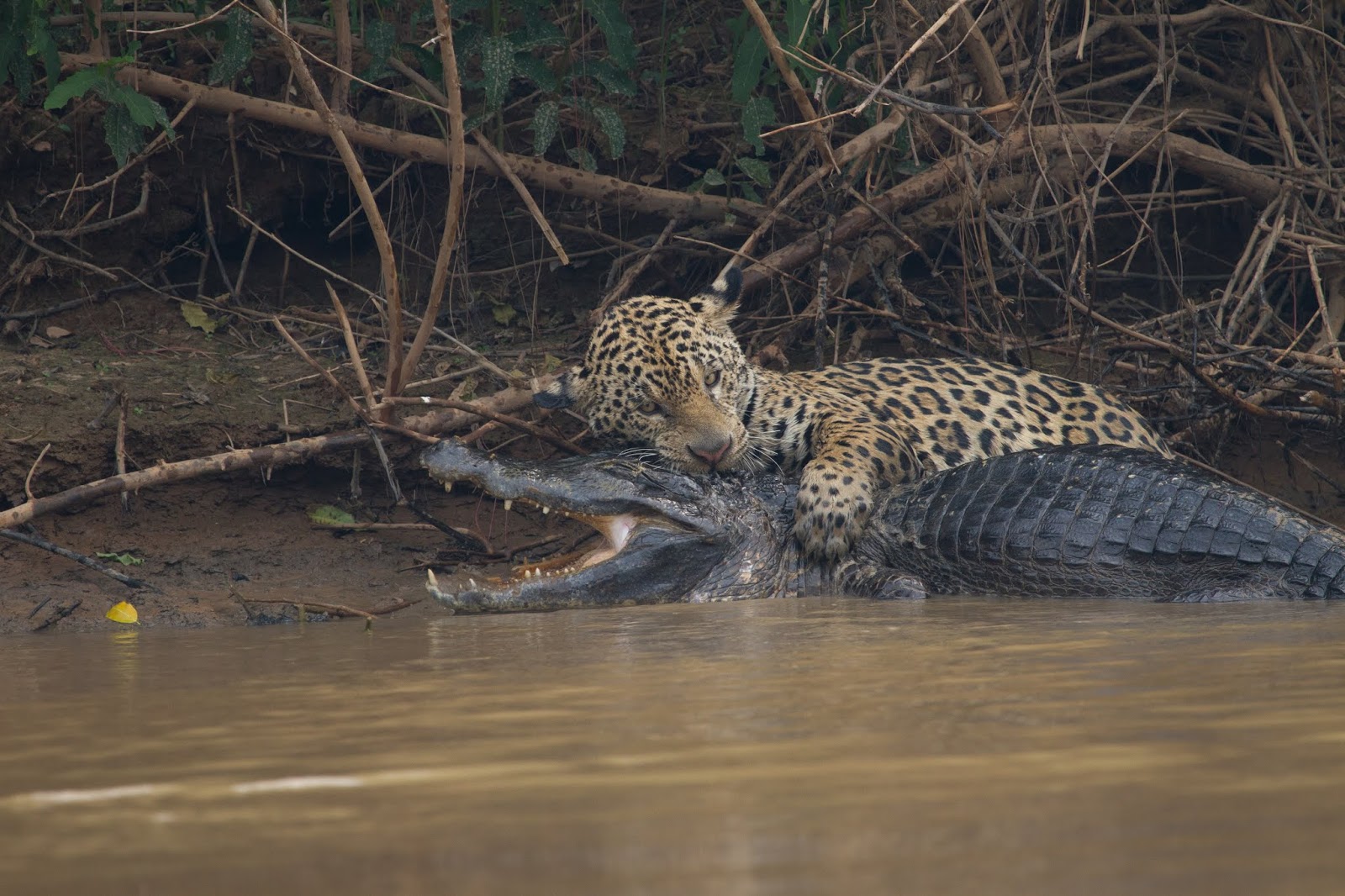 TV with Thinus: New 6-episode nature series, Hostile Planet, starting ...