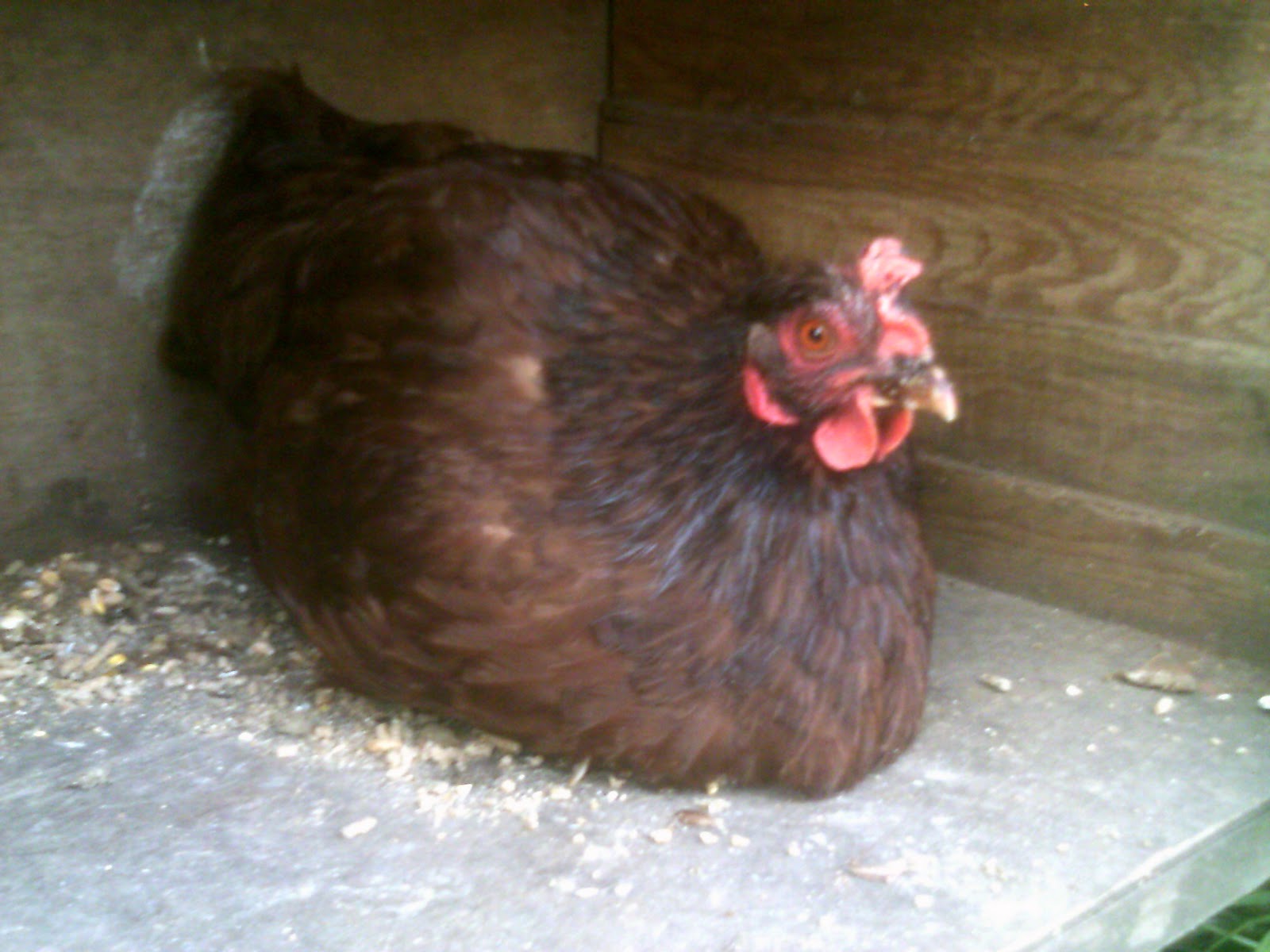 Going Gently: The Saga of Beatrice...the hen with a stroke