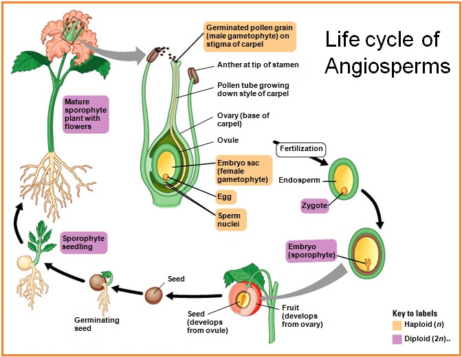 BIOLOGI GONZAGA: TRY PLANTAE