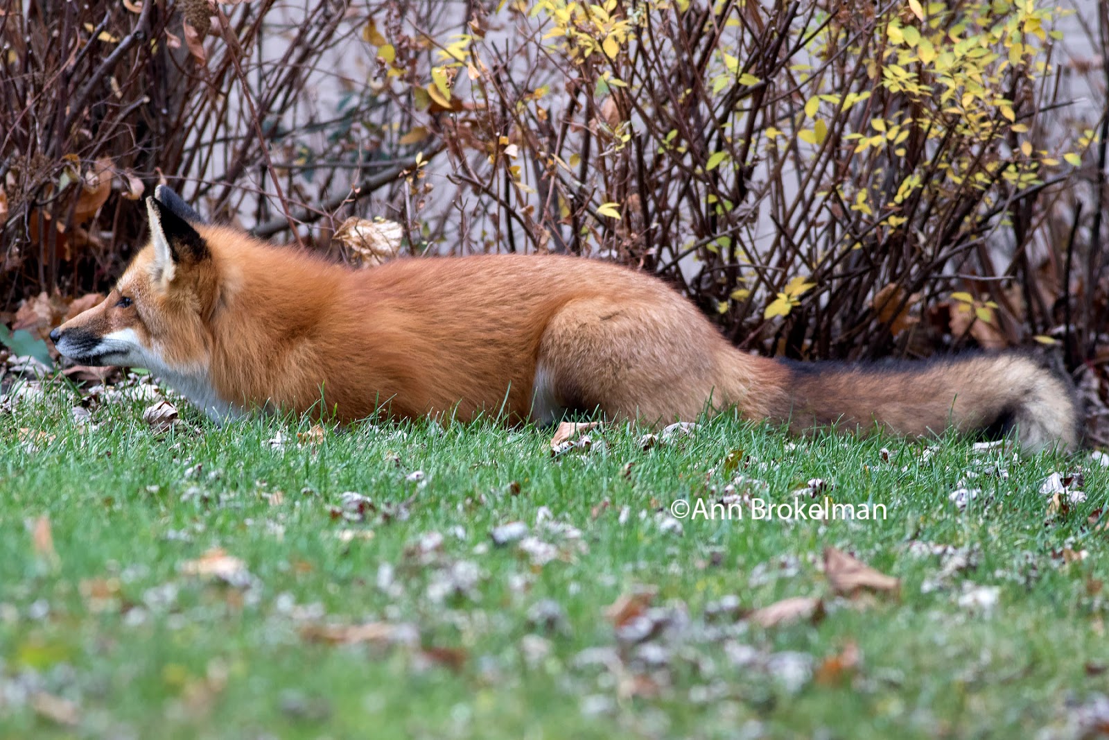Ann Brokelman Photography: Red Fox on the prowl. Dec 2016