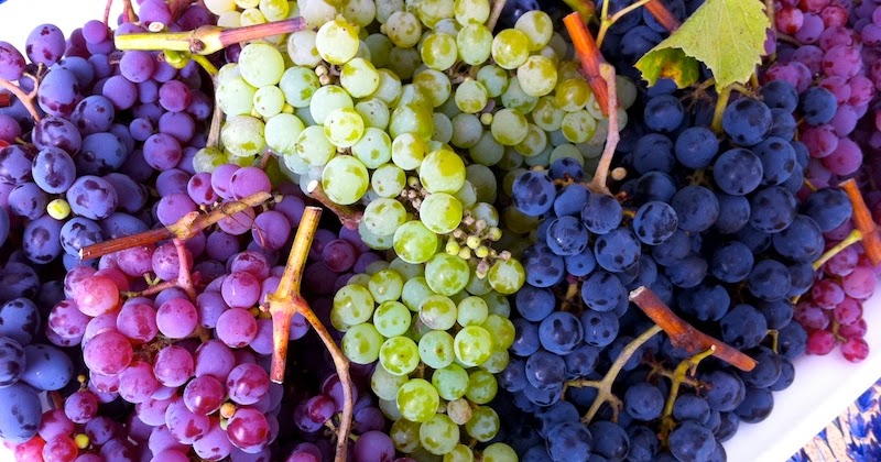 Good Stuff NW: Farm Bulletin: The Glory of Seeded Grapes