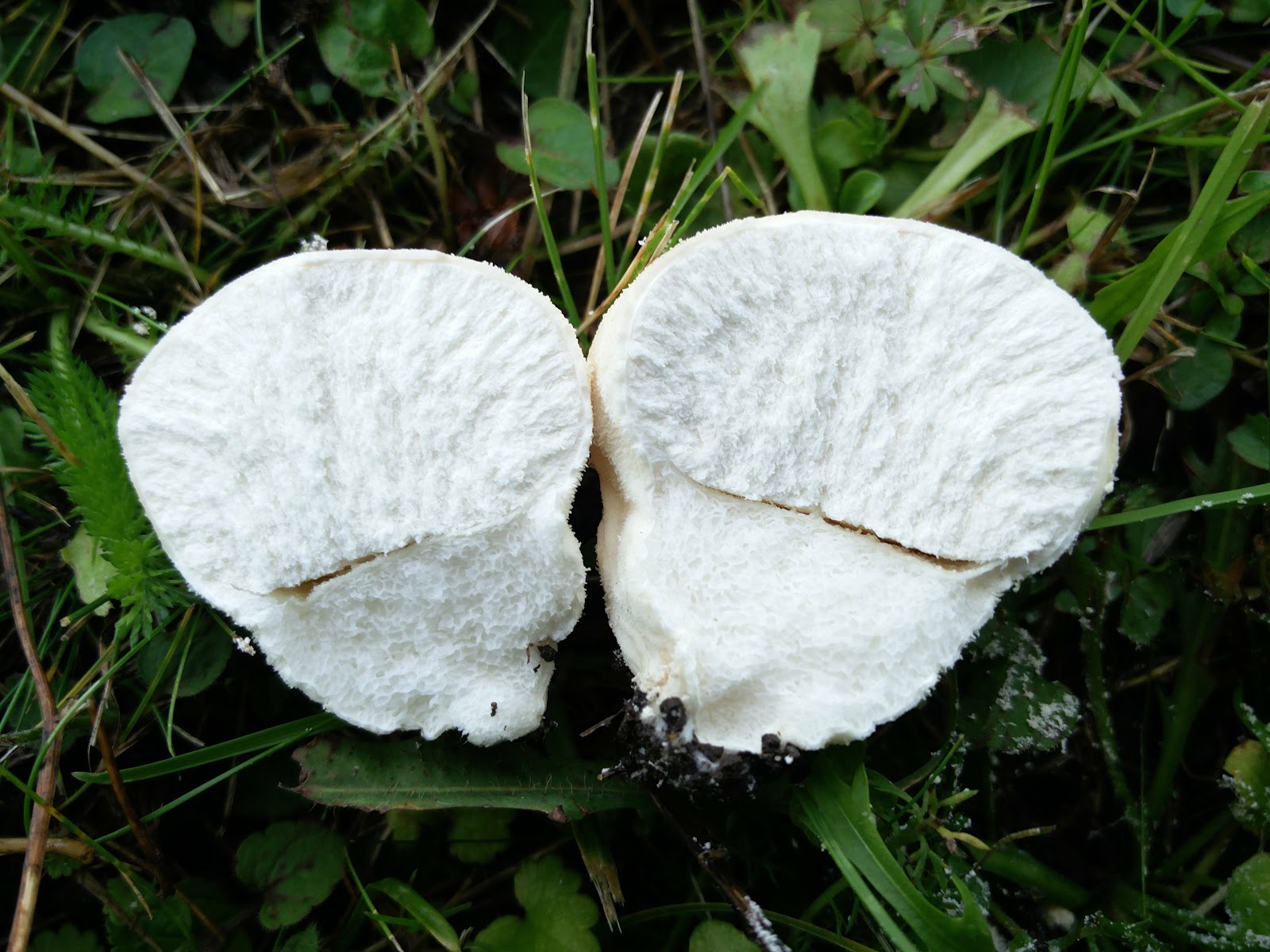Misidentifying Fungi: Fairy Ring Puffballs