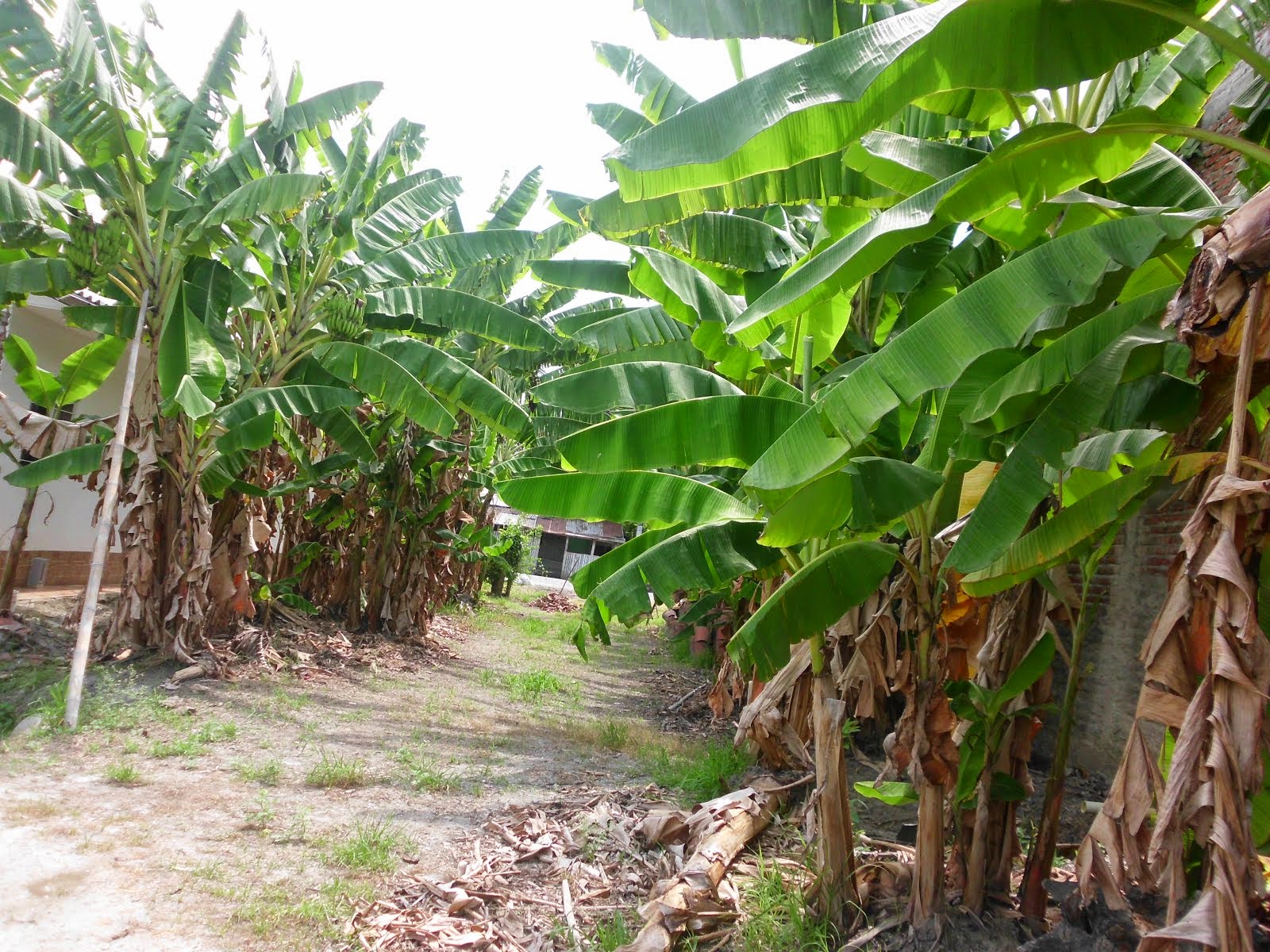 AGROINDUSTRIA: Introducción