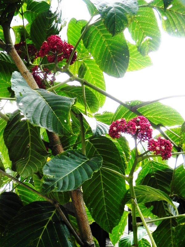 OUR PHILIPPINE TREES: The UP Diliman Trees Up Close and Personal