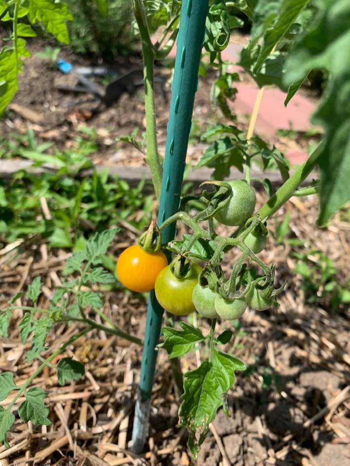 WashingtonGardener: Fenton Friday: Beans Up, First Ripe Tomato