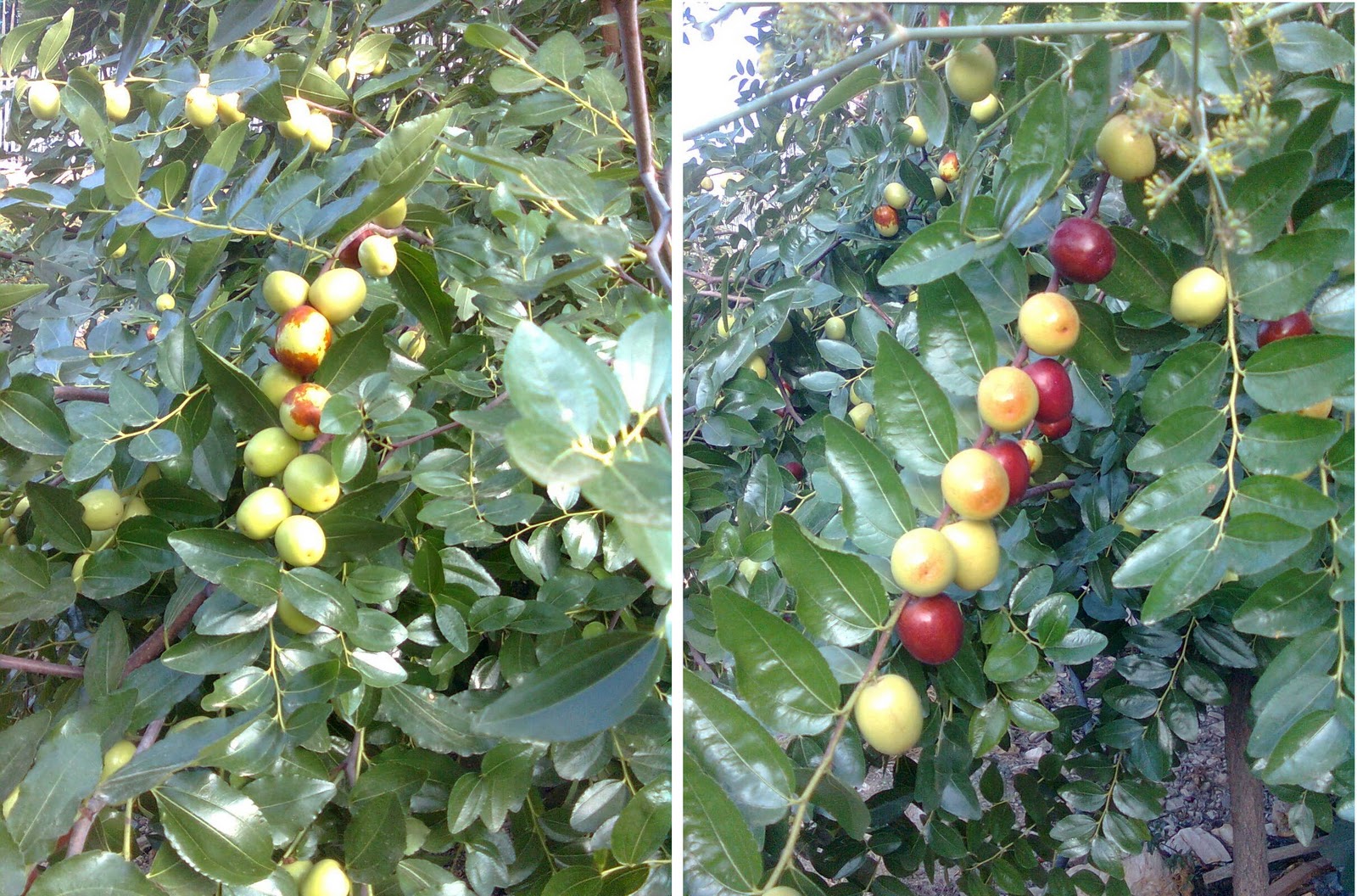VIÑA LAGARITA: AZUFAIFO O JINJOLERO