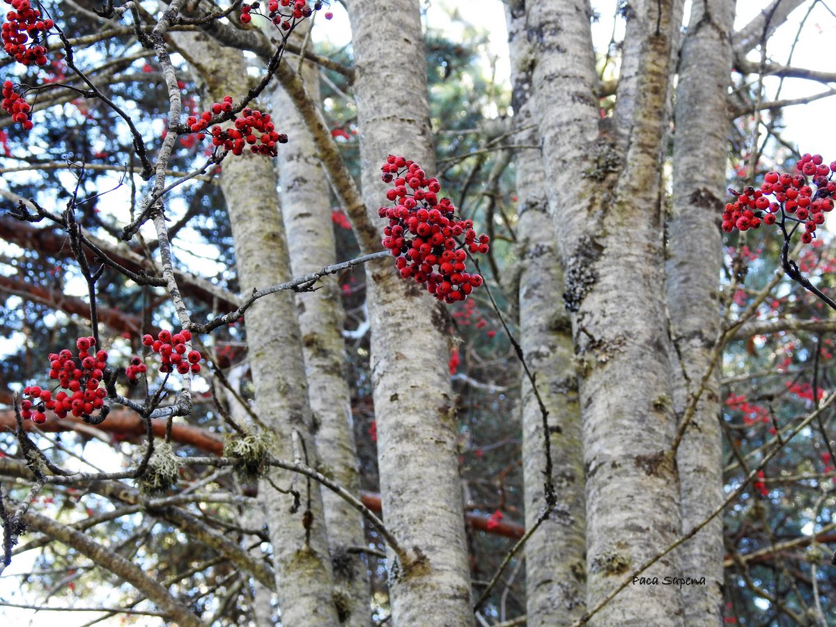 La Rioja de la A a la Z: EL SERBAL - Sorbus Aucuparia