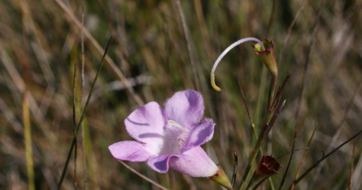 Native Florida Wildflowers: Flaxleaf False Foxglove - Agalinis linifolia
