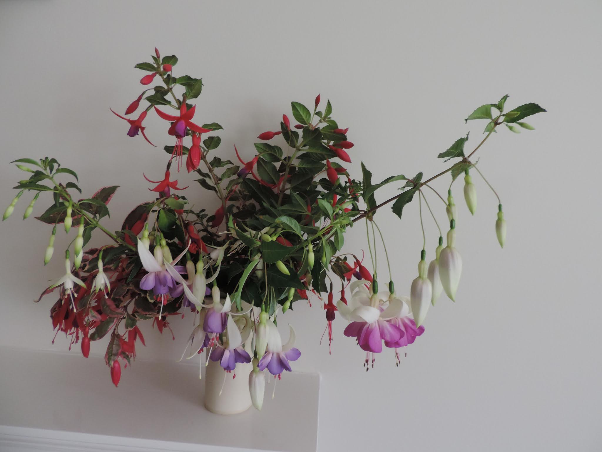 Stasher: Hardy Fuchsias in a Vase on Monday