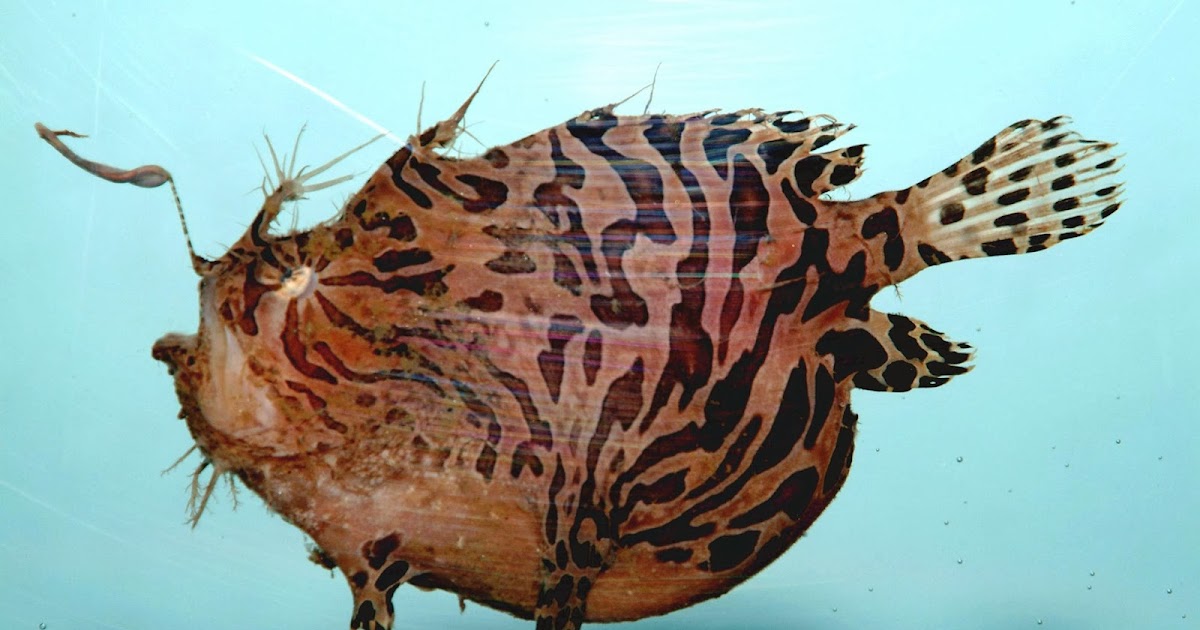Anglerfish - Fishes World - HD Images & Free Photos