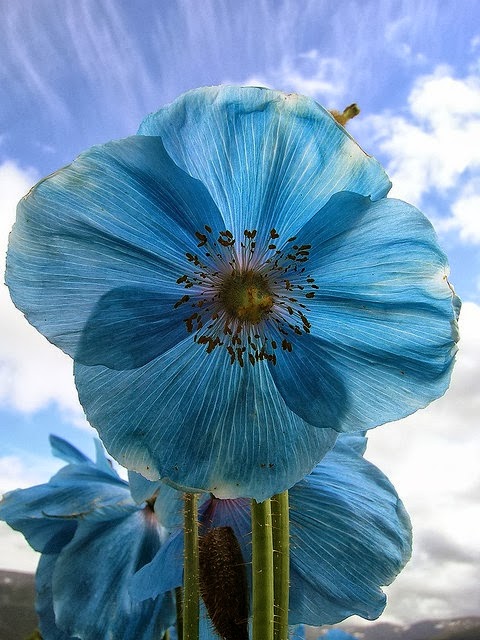 The Blue Poppy