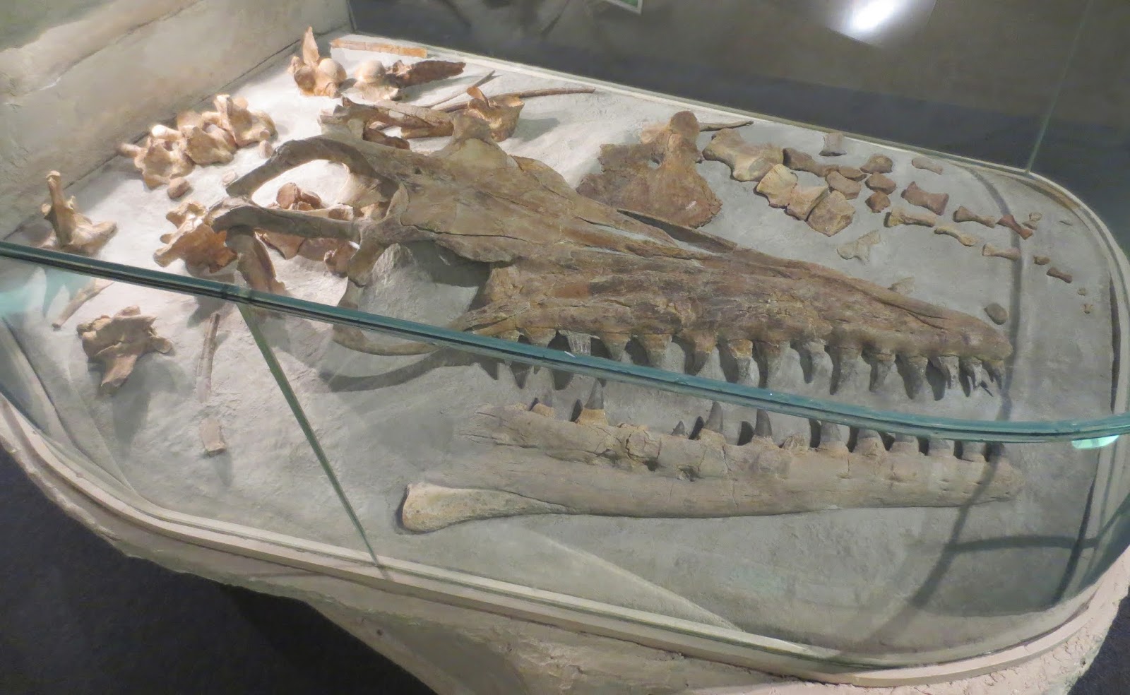 Equatorial Minnesota: Fossil Marine Reptiles of the National Park Service