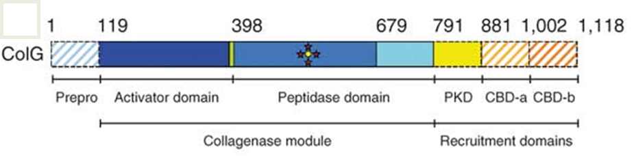 Structure of Collagenase G and Mechanism of Bacterial Collagenolysis ...