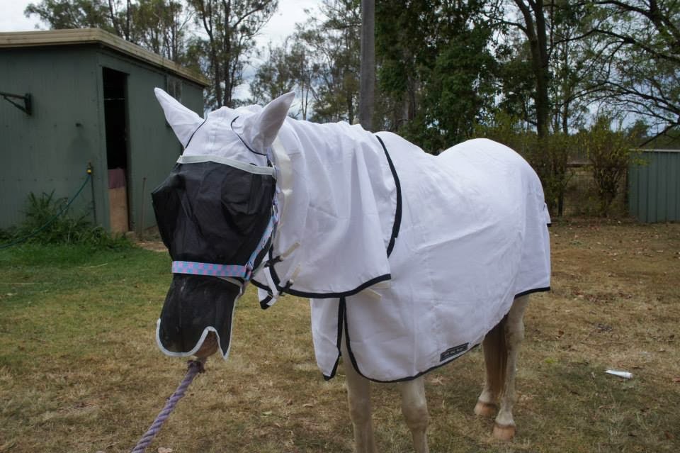 Save a Horse Australia Horse Rescue and Sanctuary