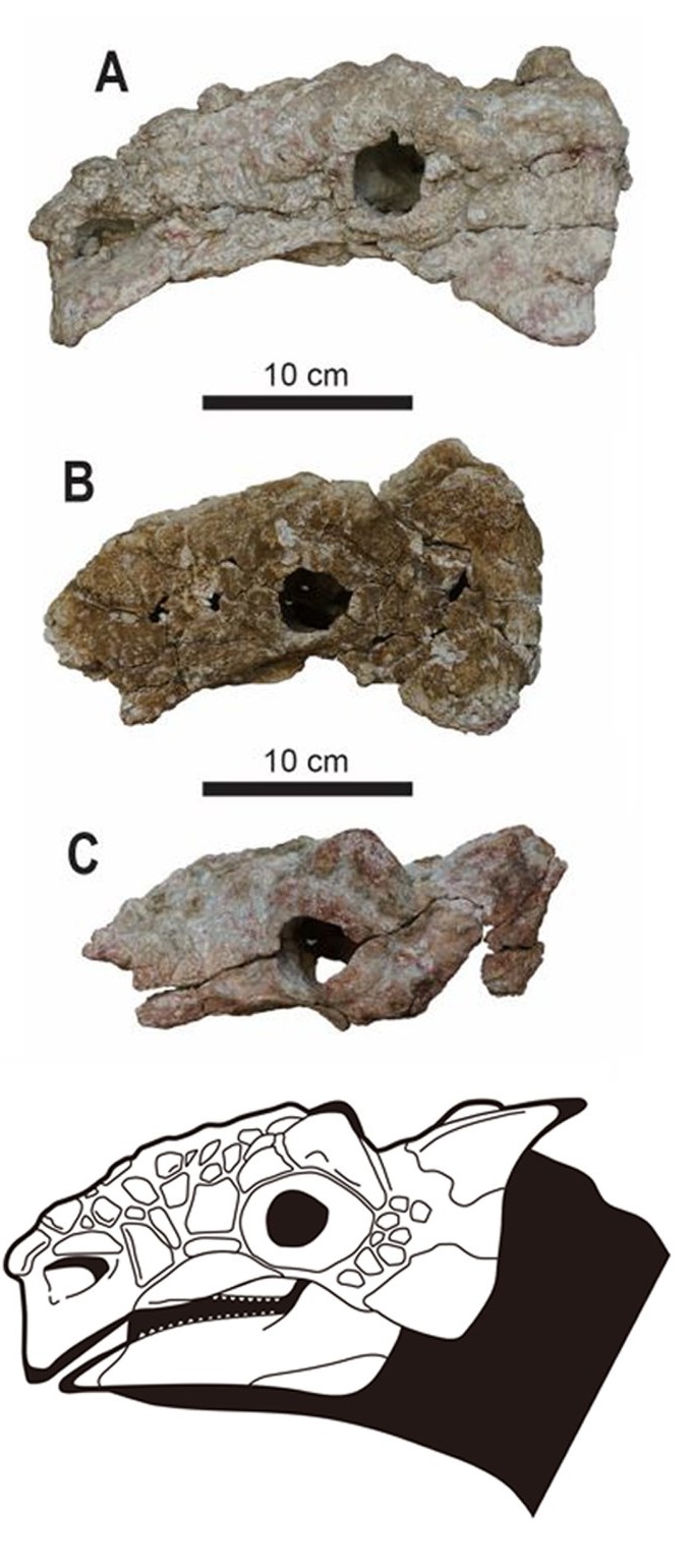 Species New to Science: [Paleontology • 2020] Additional Skulls of ...