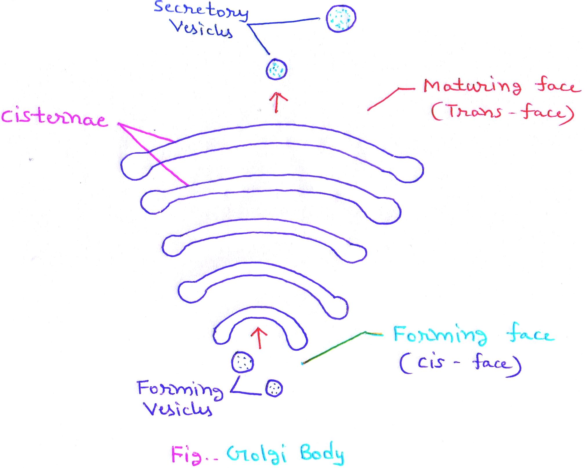 Ultrastructure of cell and cell organelles