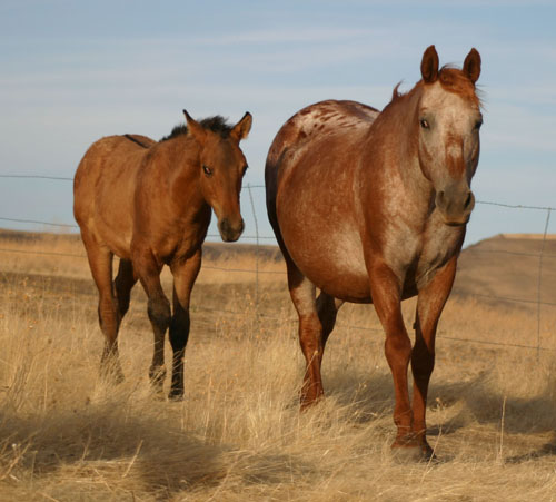 Creekside Curlies -Bashkir Curly Sport Horses: Herd Boss vs Herd Leader