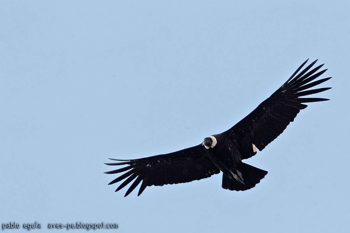 mis fotos de aves: Vultur gryphus Cóndor Andino Andean Condor