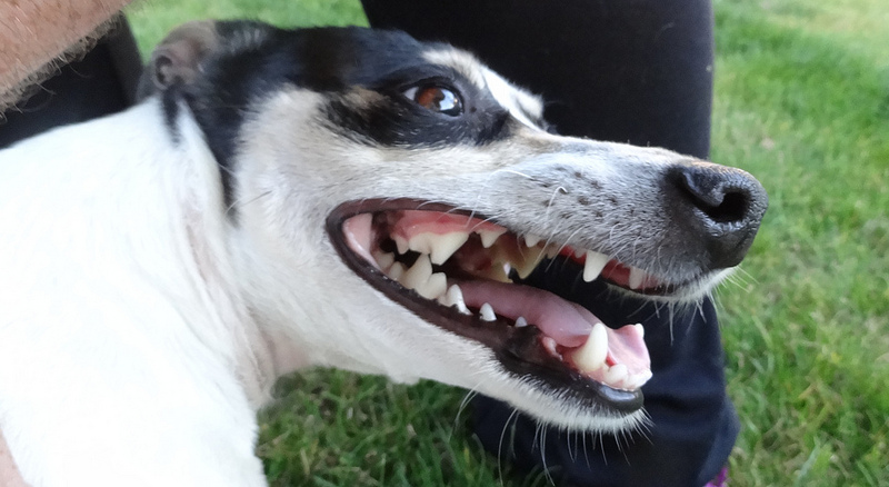 Merry Paws - Training and Fostering: Snaggletooth