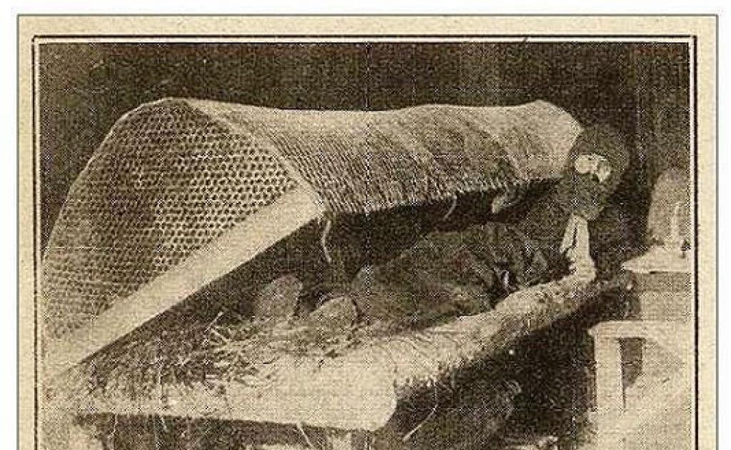 Military History Of the 20th Century: Trench Rats Of World War 1photo 1
