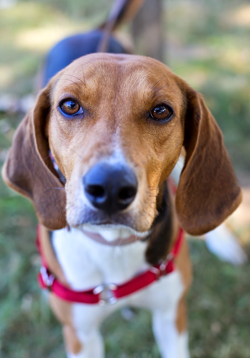 Shelter Dogs of Portland: "BETTY" easy going, darling (loud in busy ...