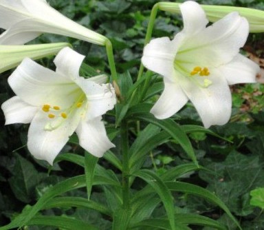 National Flower of Vatican City