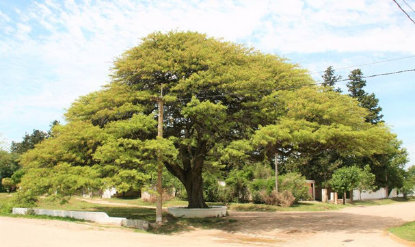 Translated b y: Raul Silva M.