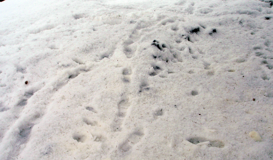 Observations of Girdwood, Climactic and Natural: Warm air creates ...