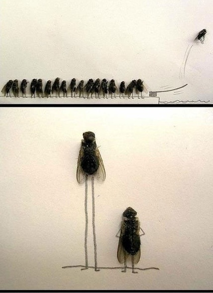 Kutip Mana Mana: Karya Menarik Dari Lalat Mati