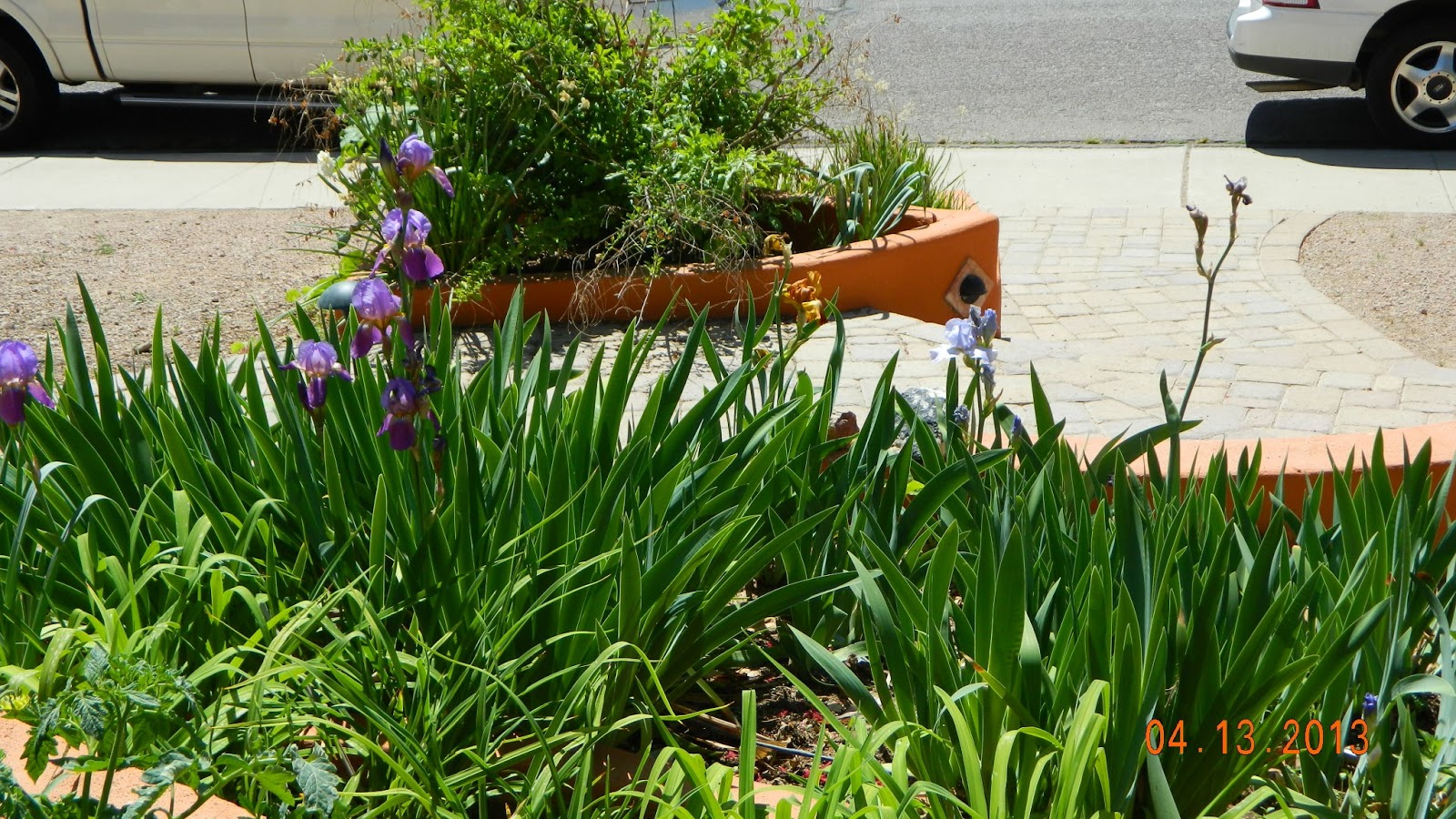 Mr. B's Garden: More Blooms, Spring Swap 2013 And Taking Care of The ...