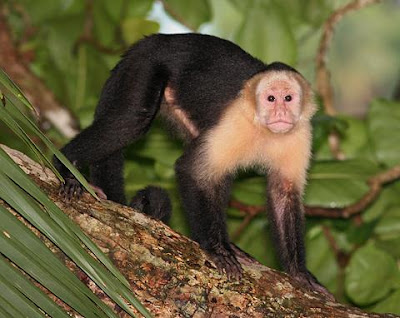 Punny Picture Collection: Fat Funny Monkeys Dancing Photo And Video!