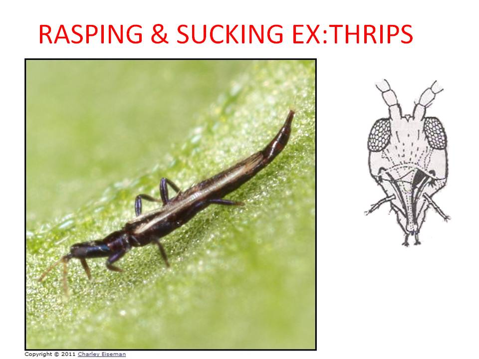 Insect Mouthpart and its modifications