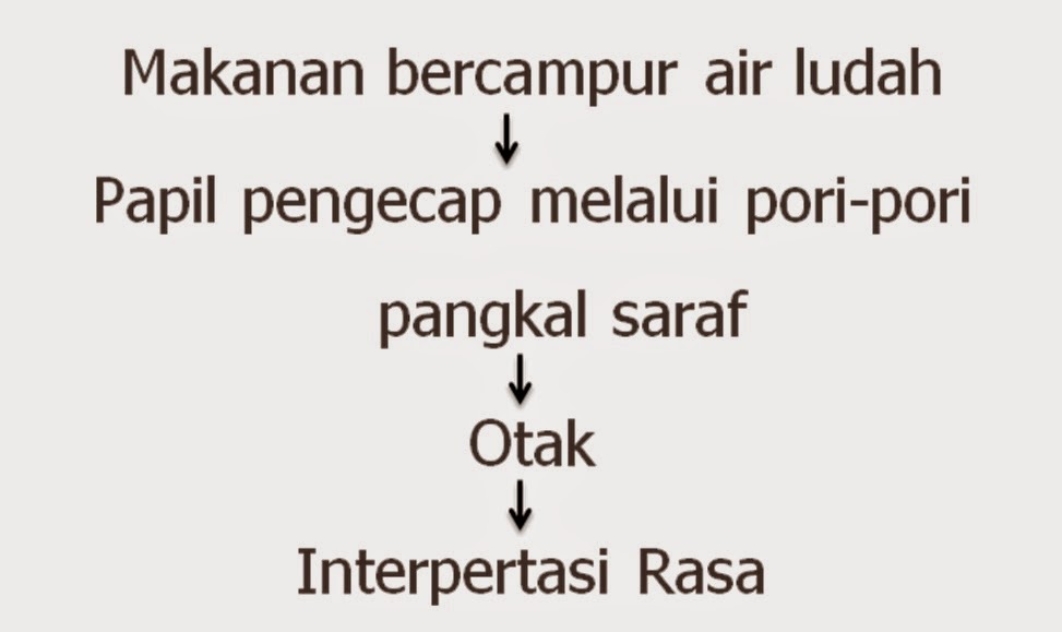 Siti Noer Sarah Harahap: Bahan Ajar Cetak (Task 3 done)