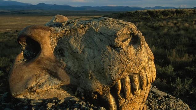 FOSSIL HUNTRESS: GORGONS OF THE GREAT KAROO