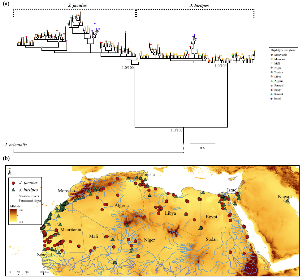 Sciency Thoughts: Jaculus jaculus & Jaculus hirtipes: Are the African ...