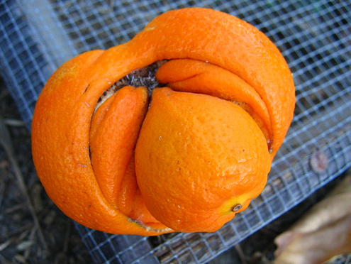 Vriksha Nursery: The mutant fruits of Fukushima.