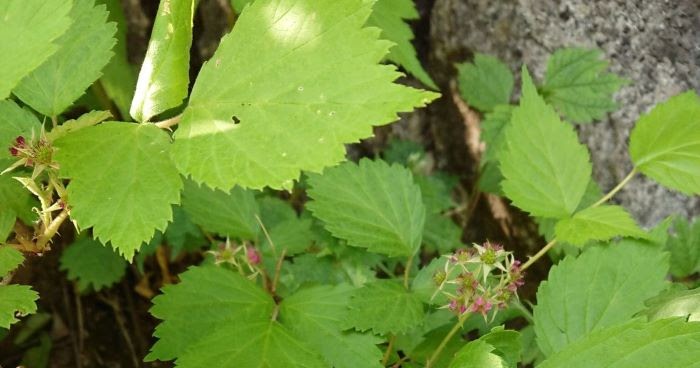 ベリーな日常: Rubus mesogaeus (クロイチゴ)