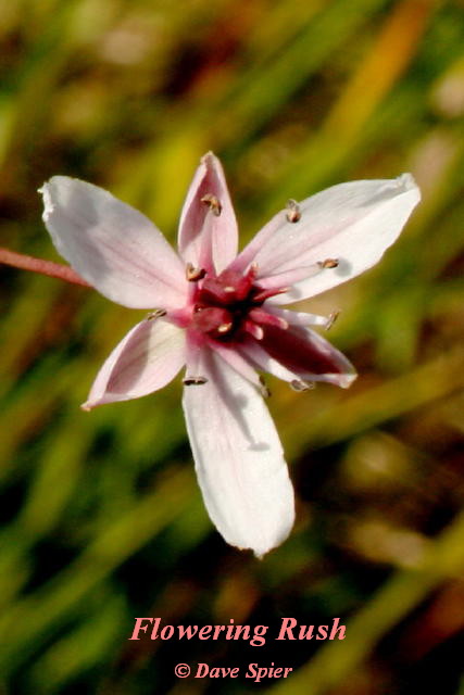 northeast naturalist: Flowering Rush
