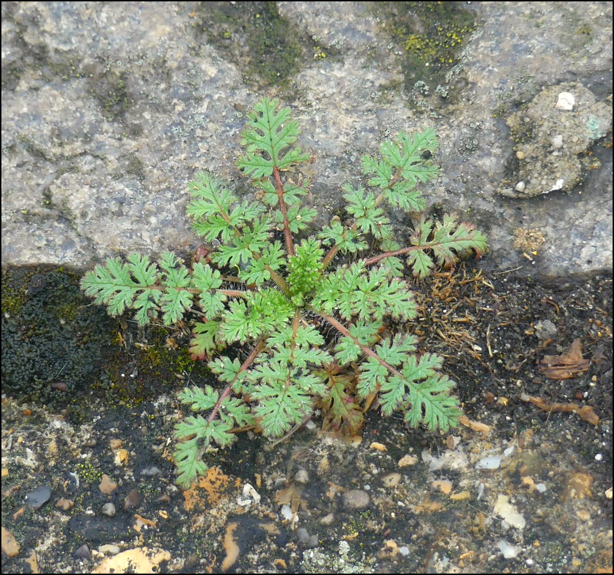 'Our' On-Line Diary: The Small Population of Common Stork's-Bill that ...