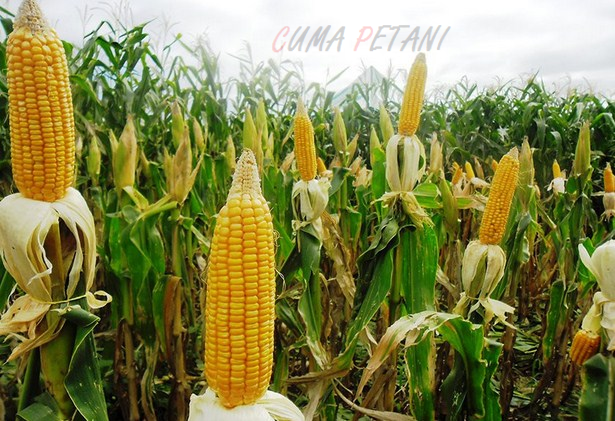 Cara Menanam Jagung – Cuma Petani