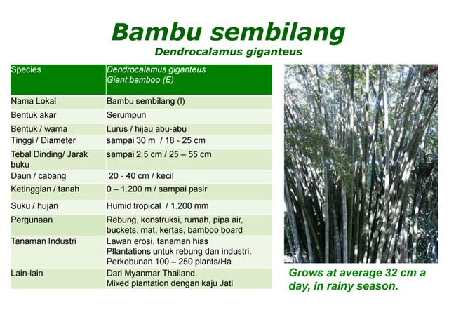 Jenis dan ciri tumbuhan Bambu serta Manfaatnya - Jenisajatitik
