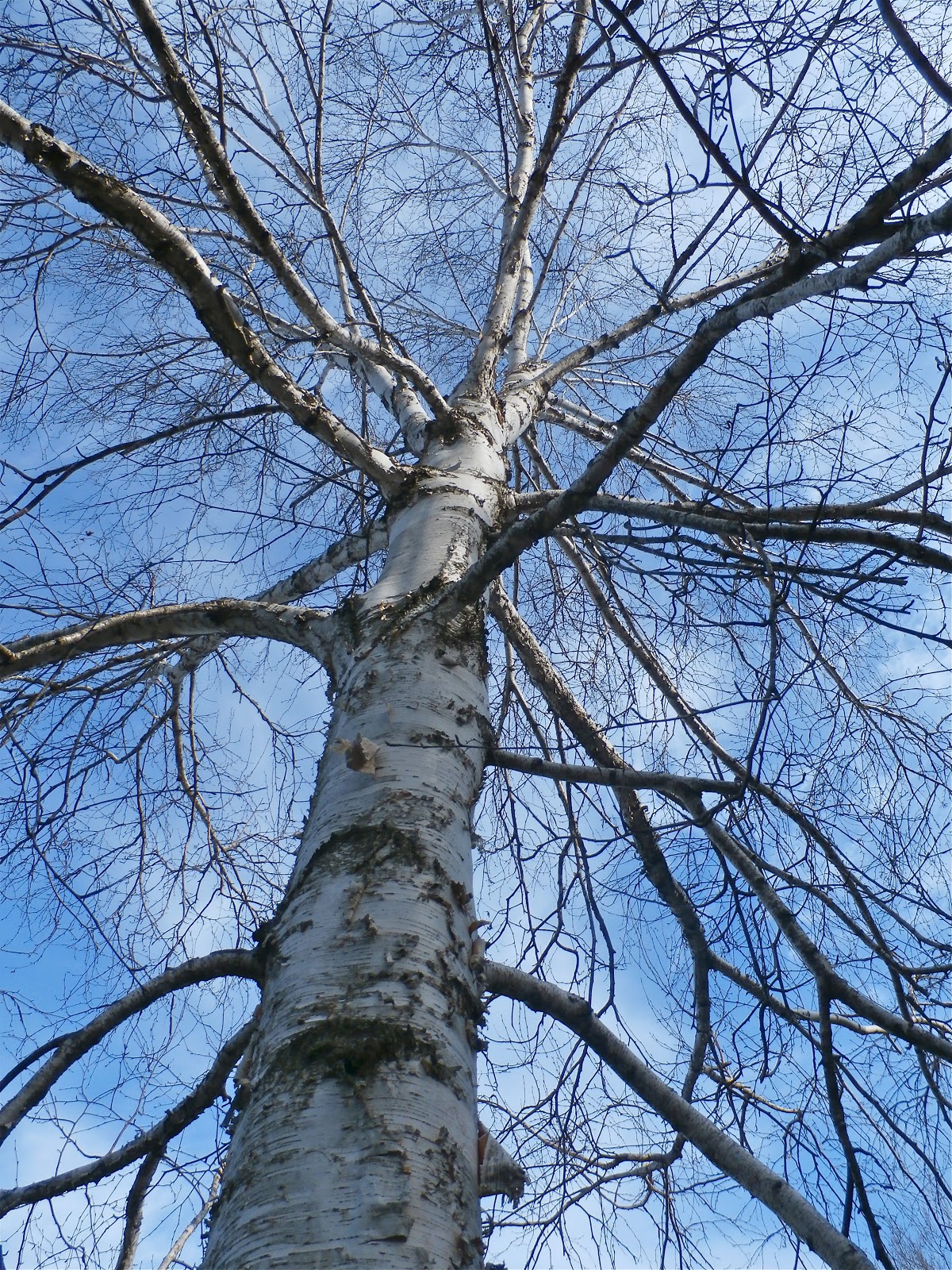 Larry's Photo a Day: Big Birch Tree, Big Blue Sky,,,,,,,,,