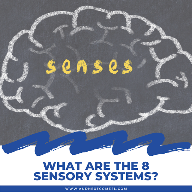 What are the 8 Sensory Systems? Your 8 Senses Explained | And Next ...