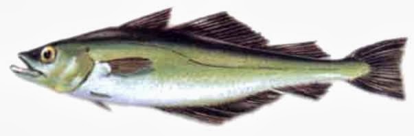 Mundo Oceanico: Abadejo