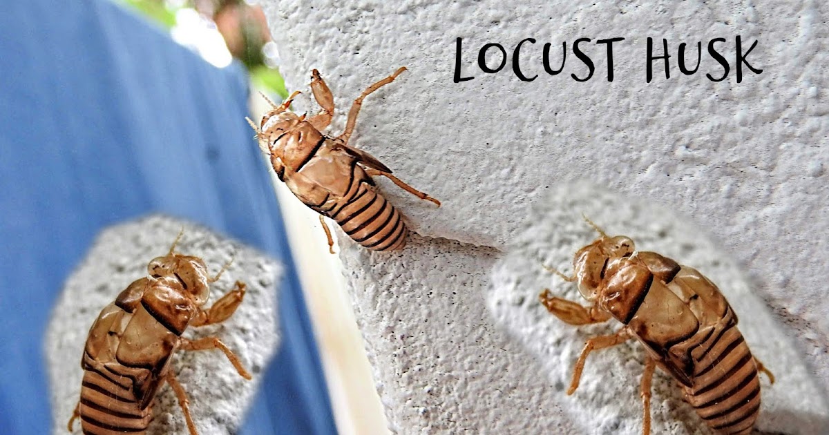 MadSnapper: Locust Husk on Nature Friday