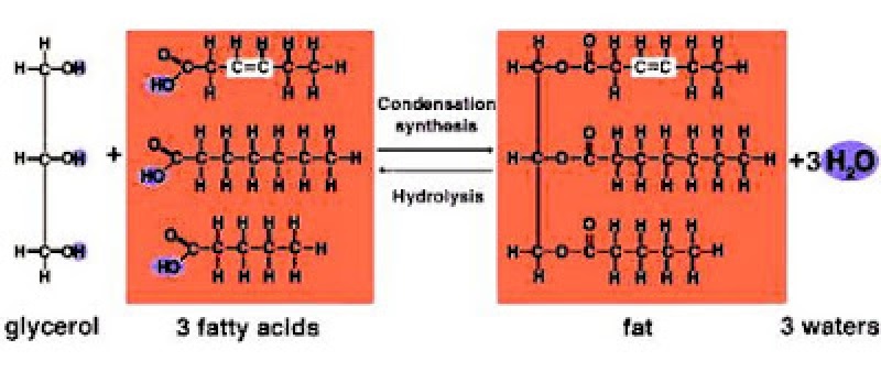 Student Study Notes: STPM Biology Biological Molecules Part 10 Lipid ...