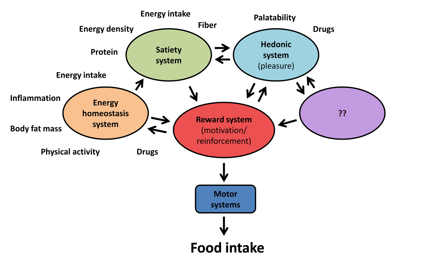 Whole Health Source: Why Do We Eat? A Neurobiological Perspective. Part V
