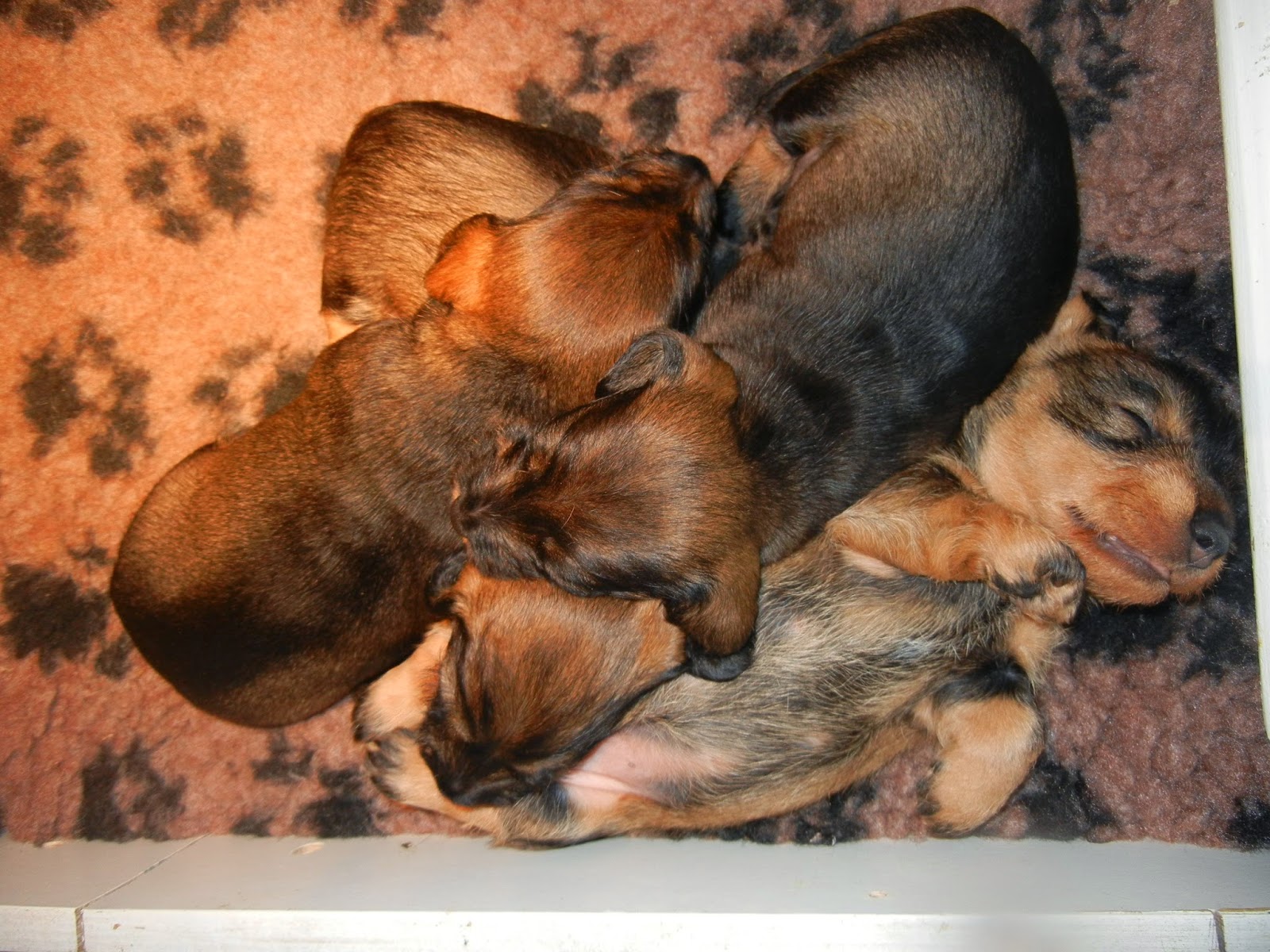 WireHaired Dackels: Puppies