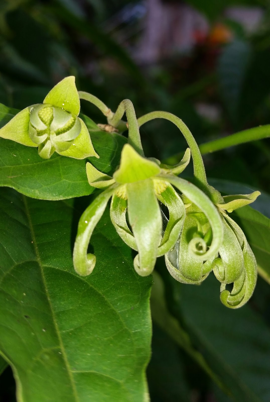 Warisan Petani: Pokok Kenanga.